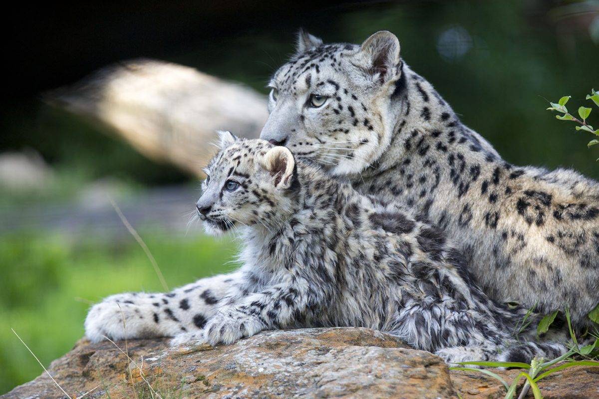 Bébés panthères des neiges - Beauval Actus