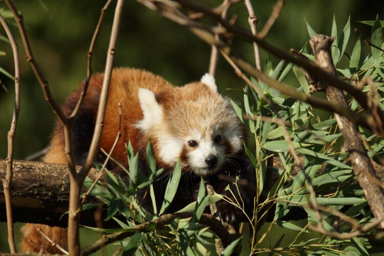 Petit panda roux déménage... - Beauval Actus