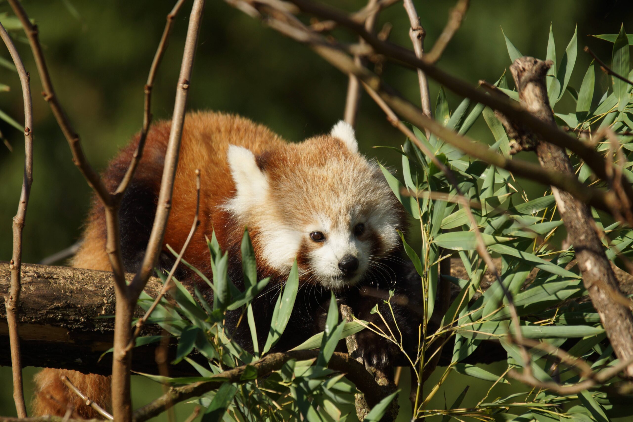 Petit panda roux déménage... - Beauval Actus