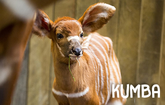 Kumba en tête ! - Beauval Actus