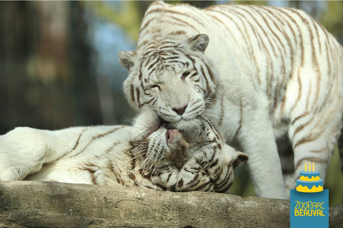 Un an de plus pour notre Sherkan ! - Beauval Actus