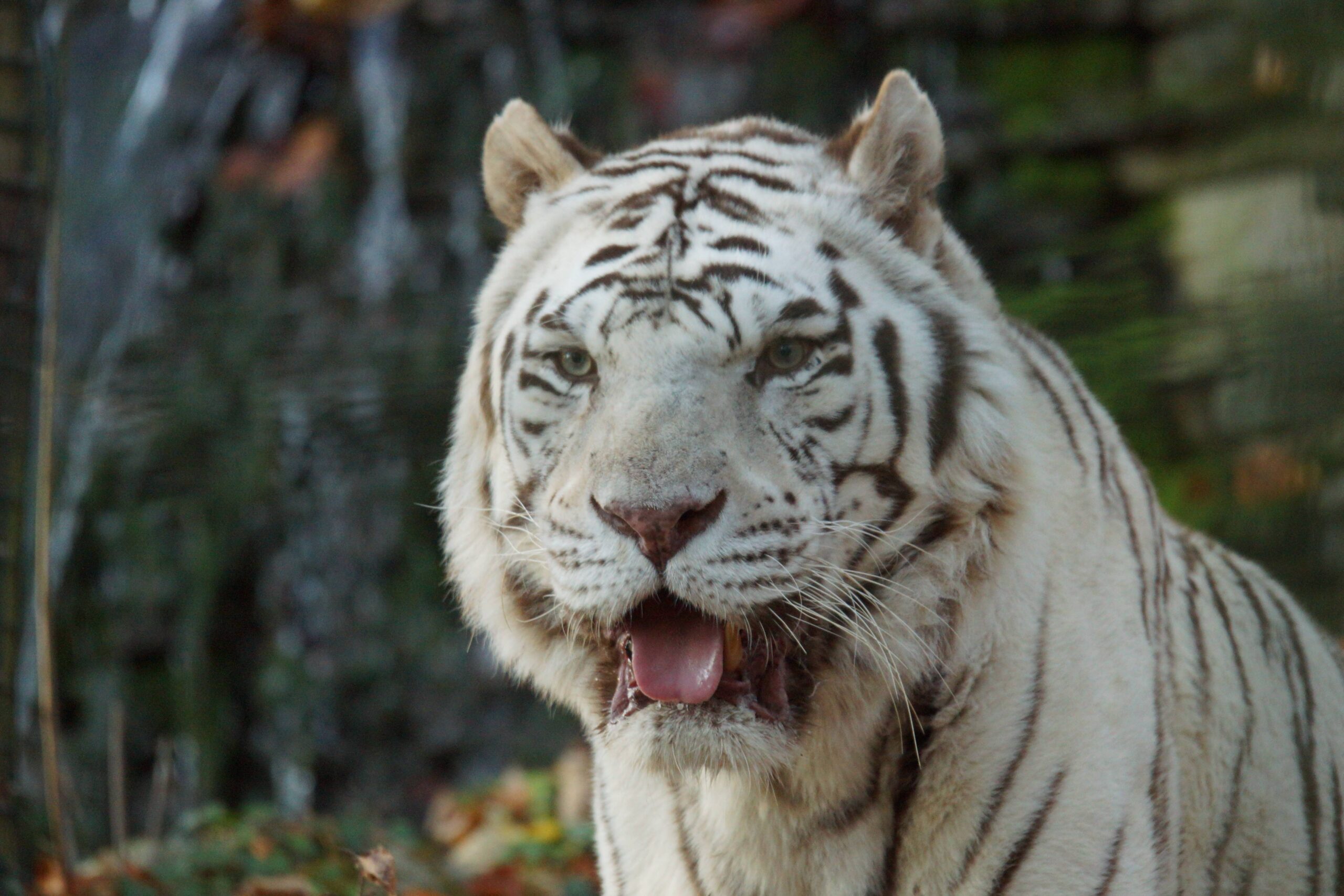 14 bougies pour... Sherkan ! - Beauval Actus