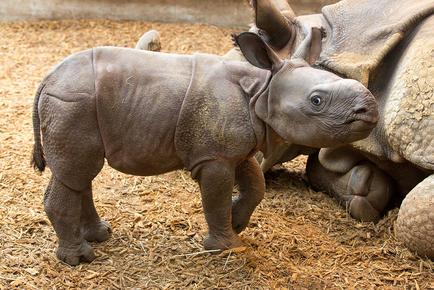 Bébé Gainda ! - Beauval Actus