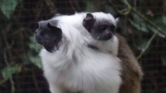 Hello Açai - Beauval Actus