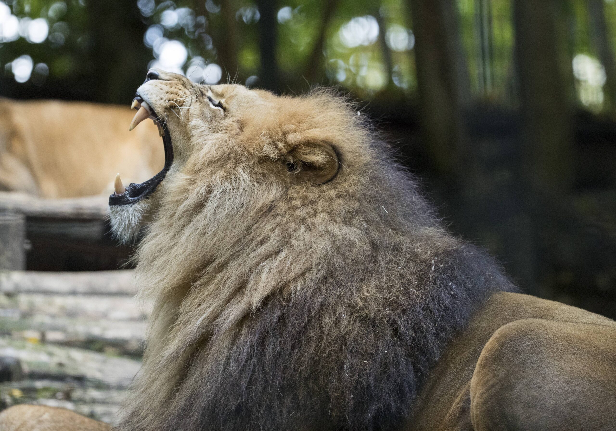La part du lion - Beauval Actus