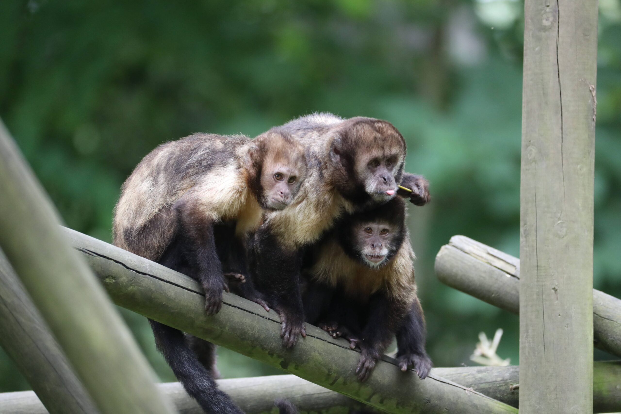 Nouvelle maison pour les capucins - Beauval Actus