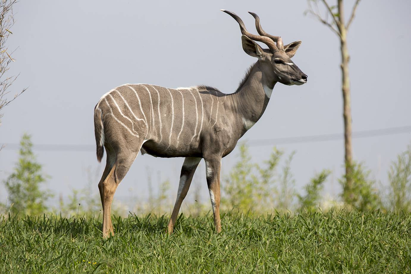 Petits petits... koudous ! - Beauval Actus