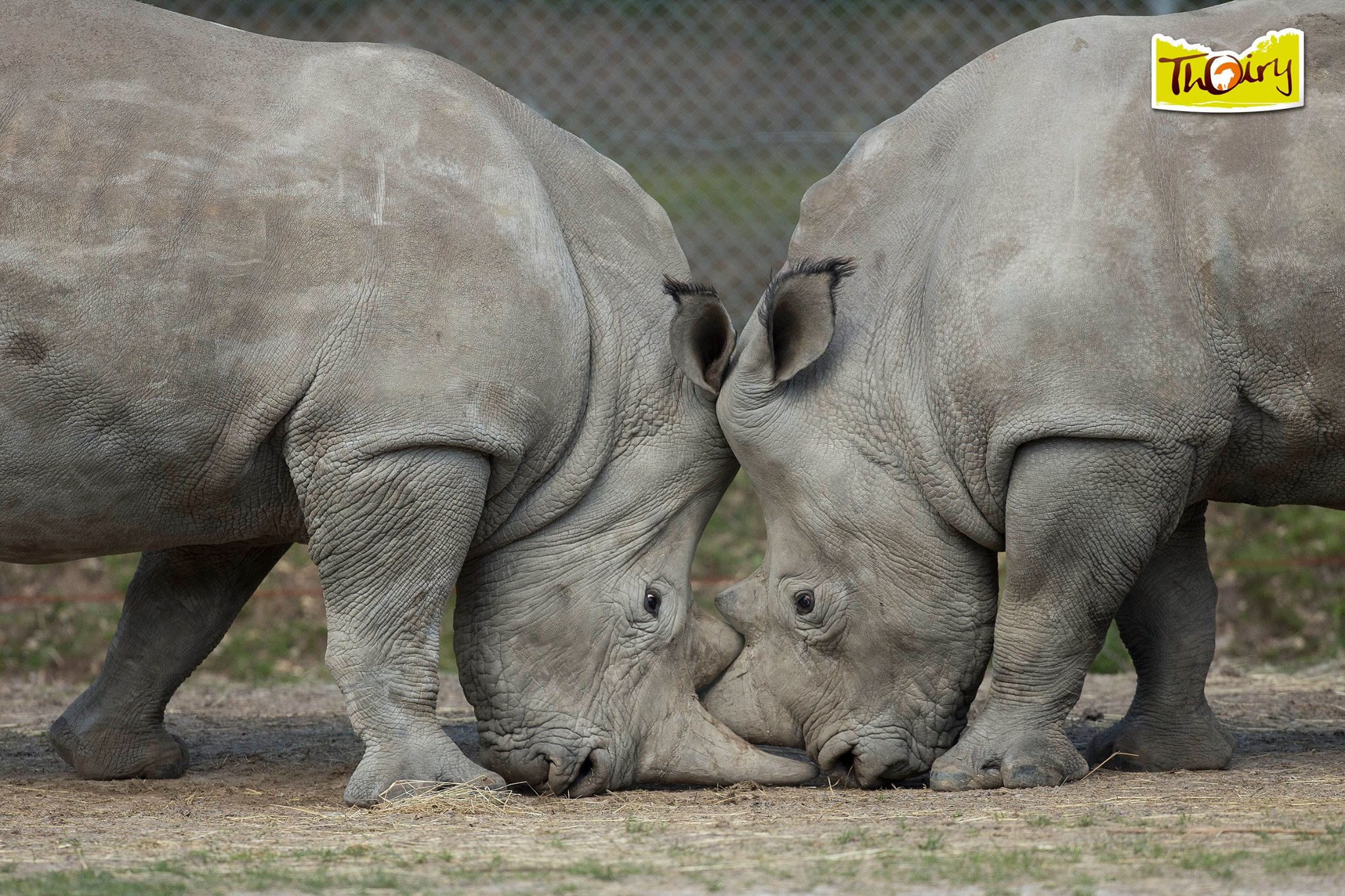 Un acte atroce... - Beauval Actus
