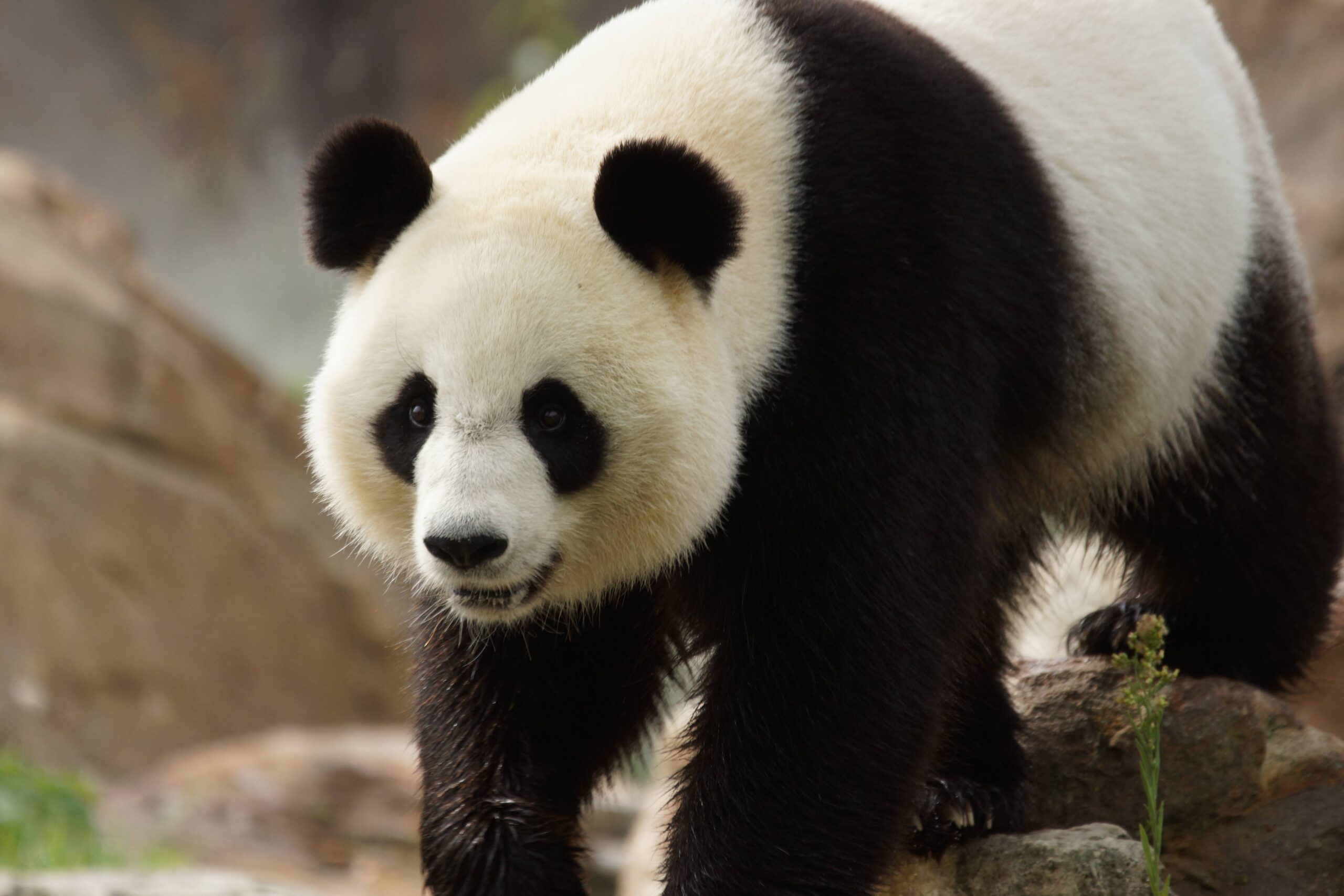 Un bébé pour Huan Huan en 2016 ? - Beauval Actus