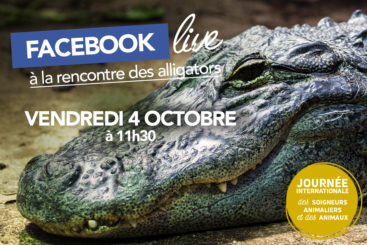 Facebook Live à la rencontre des alligators ! - Beauval Actus