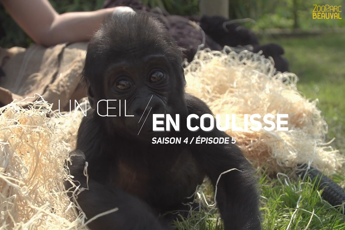 Un Oeil en Coulisse Saison 4 - Premiers mois de M’Baku, le gorillon ...