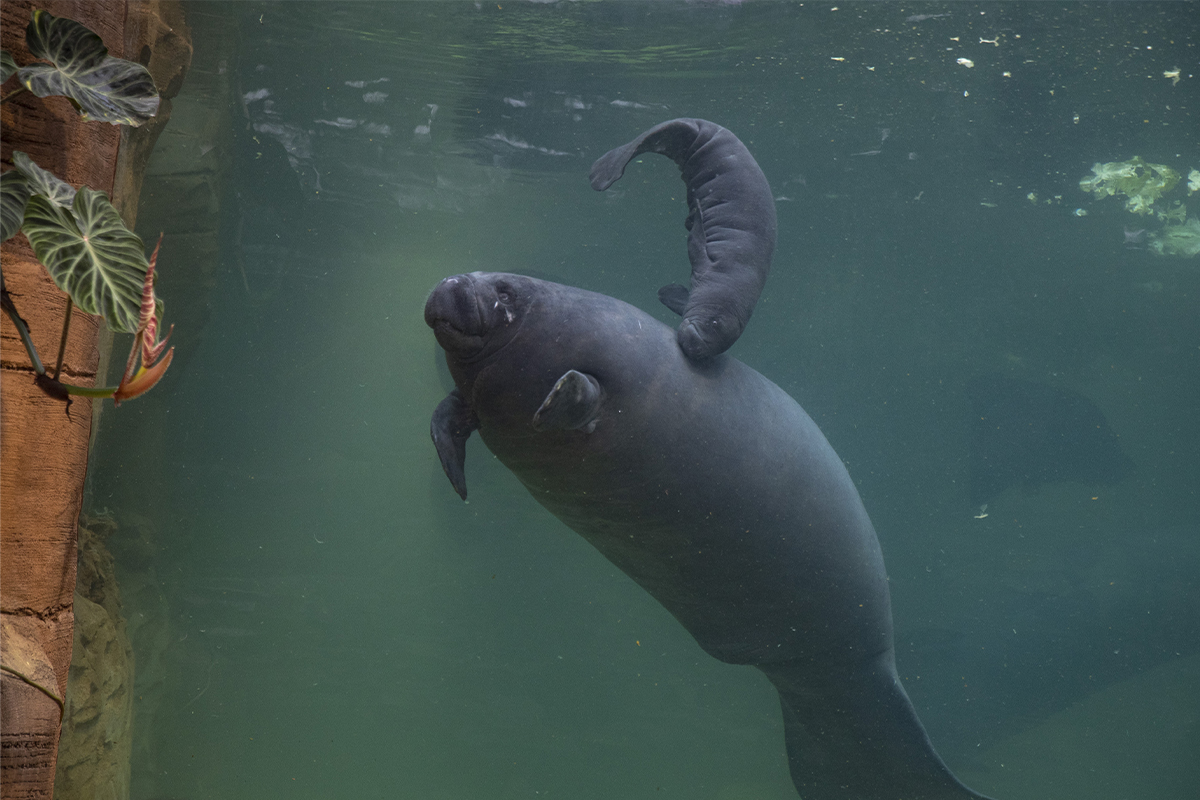 Carnet de Bord - Bienvenue au bébé lamantin ! - Beauval Actus