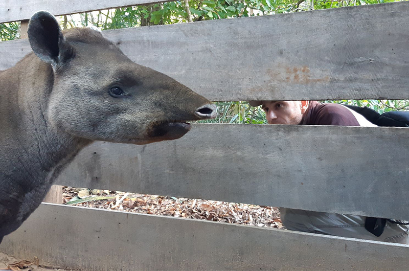Tapirs terrestres : des avancées marquantes du programme LTCI mené au ...