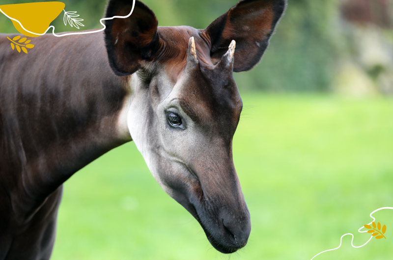 Okapis ? Youpi ! À l'honneur aujourd'hui à Beauval... - Beauval Actus