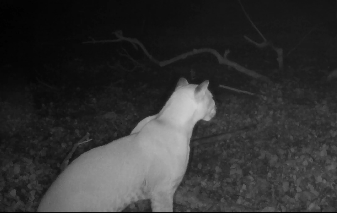 Un chat doré détecté par l'équipe Help Congo et Léo ! - Beauval Actus