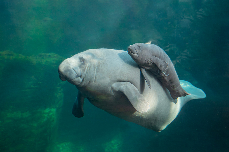 Bienvenue petit lamantin ! - Beauval Actus