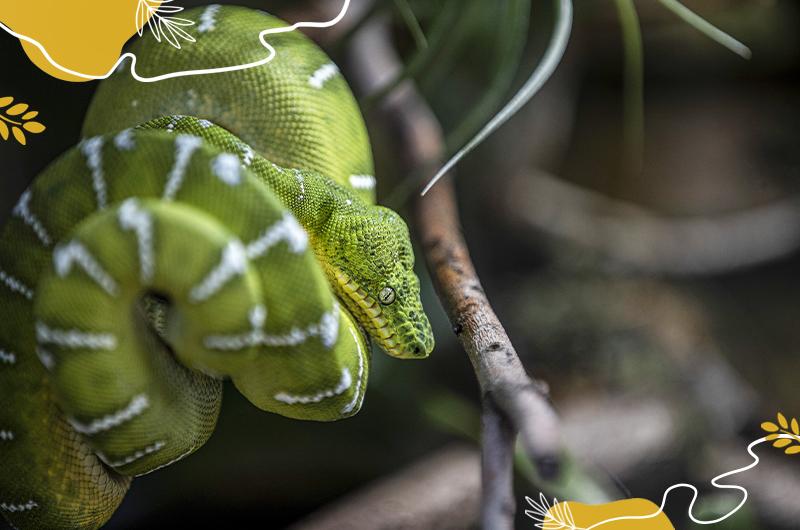 Les serpents ? Même pas peur, je viens les voir ! - Beauval Actus