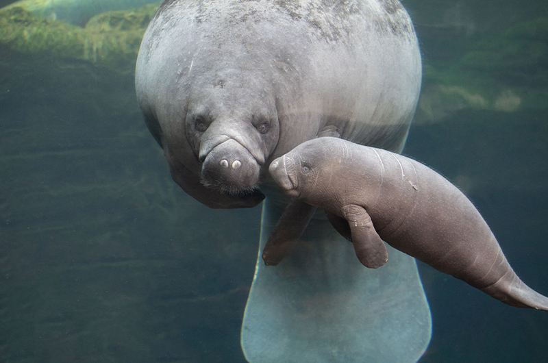 Naissance d’un lamantin : le XV de Beauval, toujours le plus grand ...