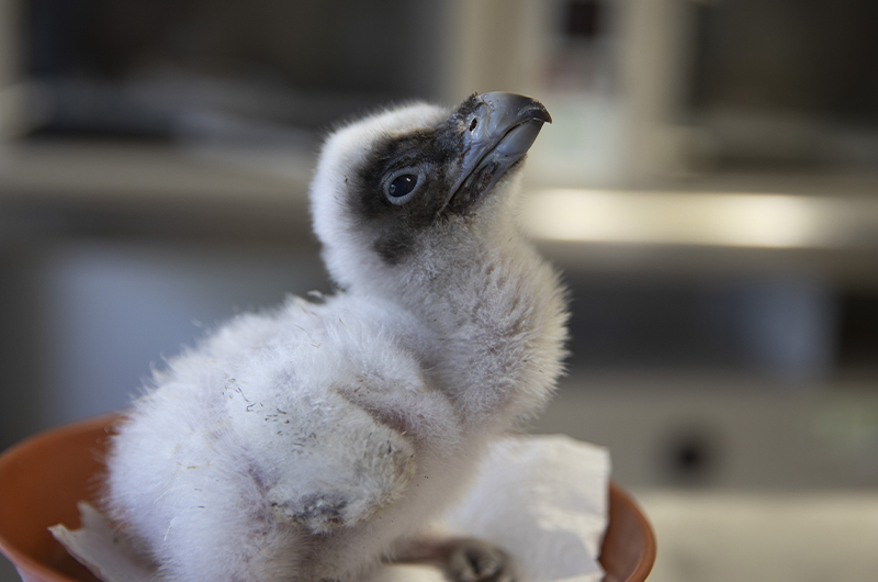 Très belle nouvelle au ZooParc : naissance d’un poussin gypaète barbu ...