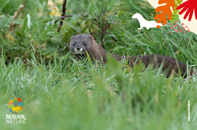 À la rescousse du vison d’Europe ! - Beauval Actus