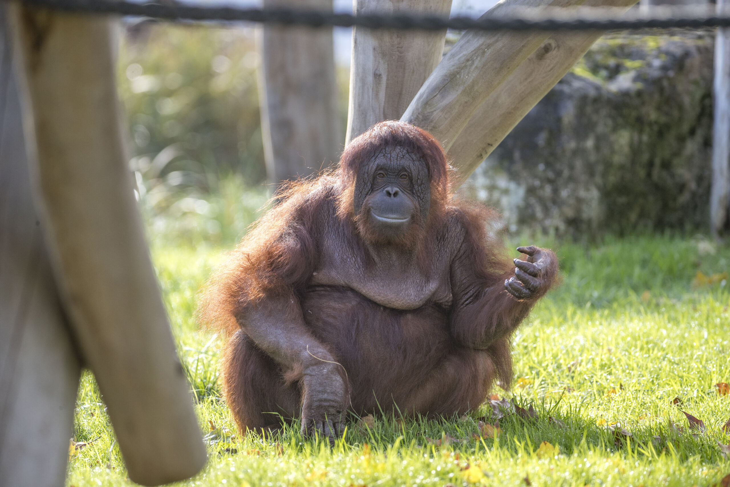 Protégeons les orangs-outans, c’est leur journée mondiale ! - Beauval Actus