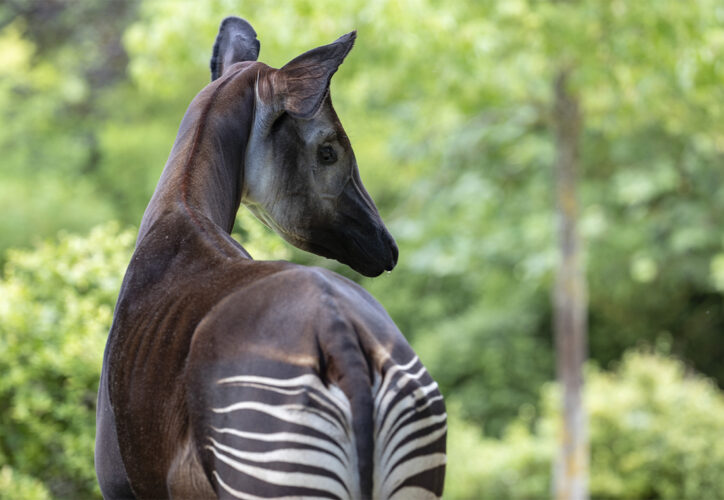 Focus sur les okapis ! - Beauval Actus