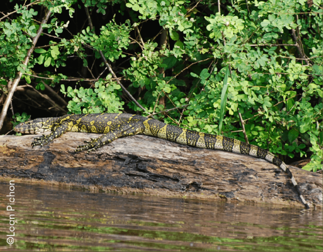 Un catalogue illustré des reptiles et amphibiens du Parc National de ...