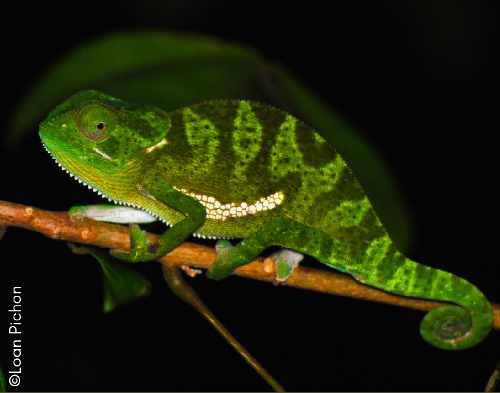 Un catalogue illustré des reptiles et amphibiens du Parc National de ...