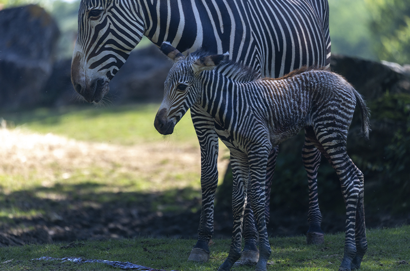 Naissance surprise d’un zèbre de Grévy sous les yeux des visiteurs ...